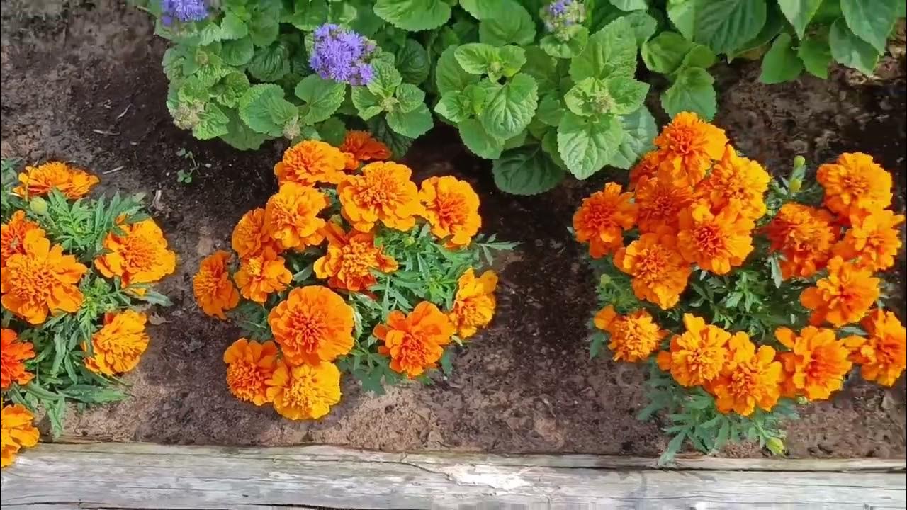 Моя рассада в деревне)Львиный зев "Твинни",петуния "Пинк Сатин ...