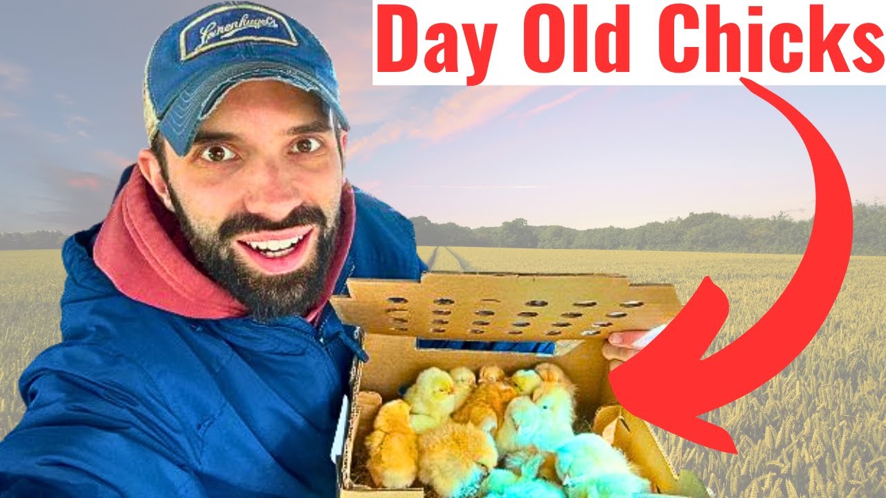 Complete Guide to Growing Chickens - YouTube