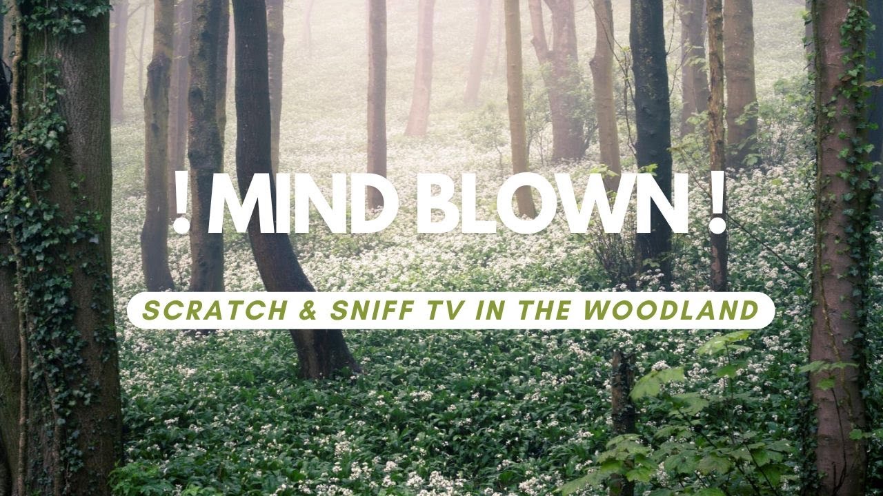 If This Was Scratch & Sniff TV !!! | Woodland Photography in EPIC Fog ...