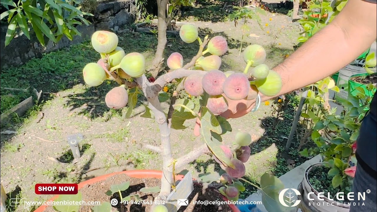 Unveil the Richness: Brown Turkey & Giant Brazilian Pink Figs! - YouTube
