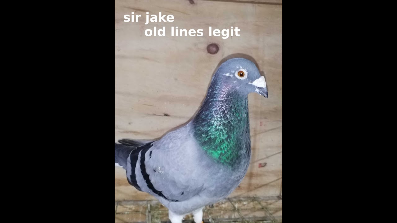 sir JAKE old lines breeder - YouTube
