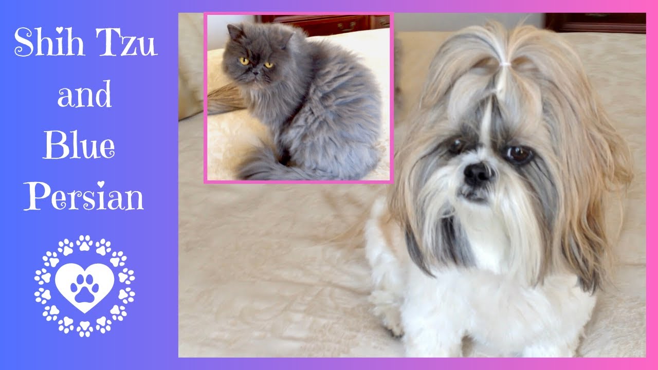 Shih Tzu and Blue Persian Together, a Rare Site 😂 | Lacey Dog 🐶 and ...
