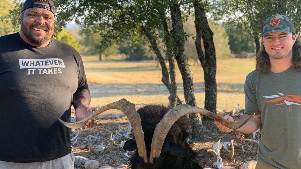 GIANT Catalina Ram With a Bow!!! {Catch Clean Cook} FT. CRISPY - YouTube
