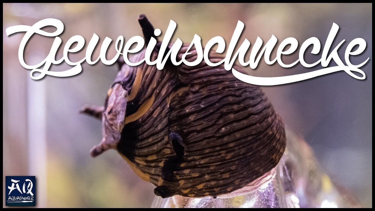 Clithon diadema Geweihschnecken vorgestellt | AquaOwner - YouTube