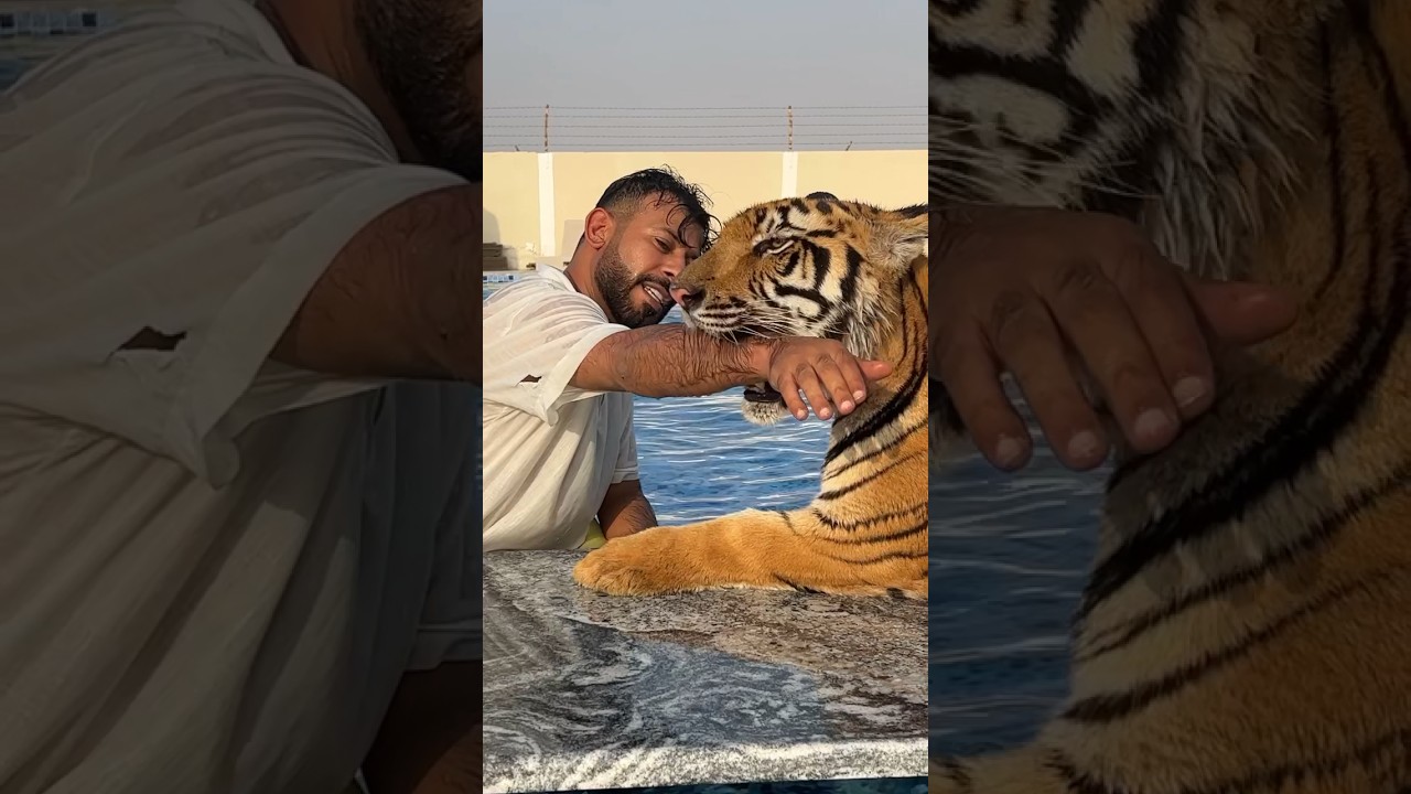 Humaid Albuqaish Swimming with his tiger 🐯 - YouTube
