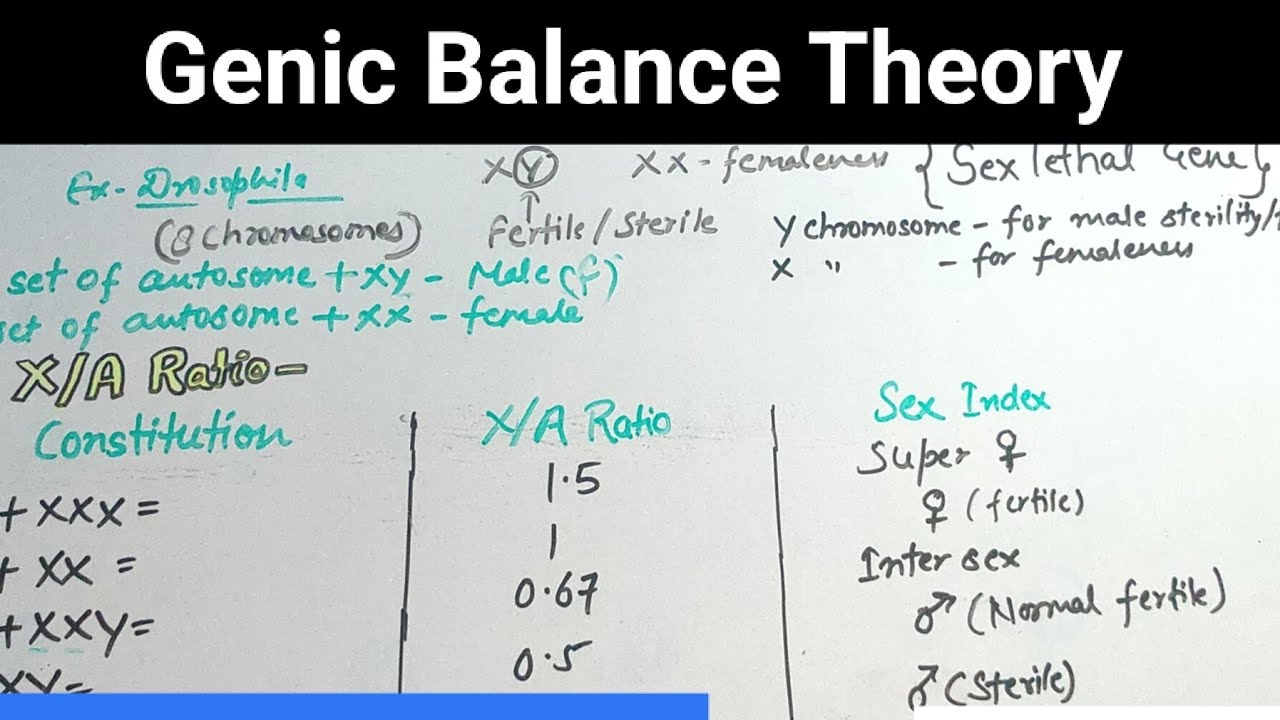 Genic Balance Theory|Sex Determination|Genetics - YouTube