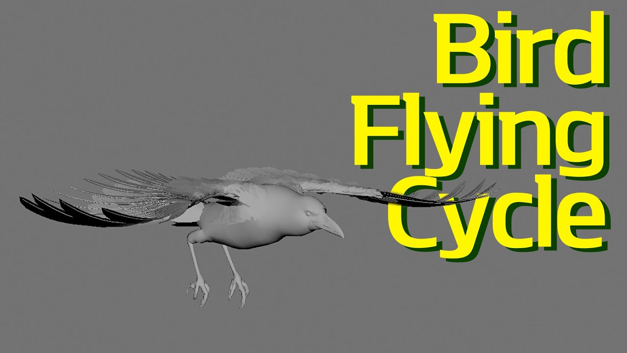 Bird flying cycle 3D animation┃JessieJiyeJang Animation - YouTube
