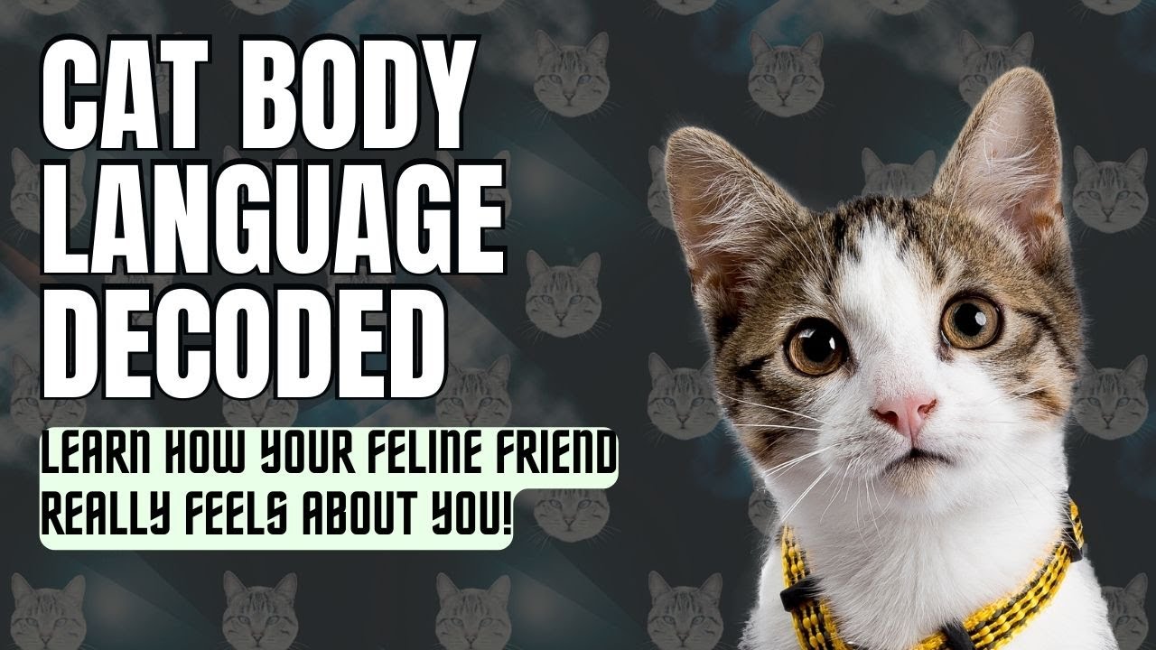 23 Cat Body Language Decoded - Learn How Your Feline Friend Really ...