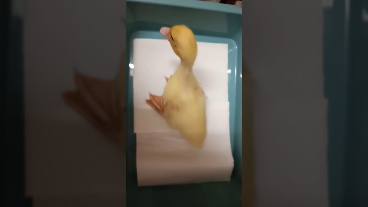 Muscovy Duckling 2 Weeks old ( Video 3 ) - YouTube