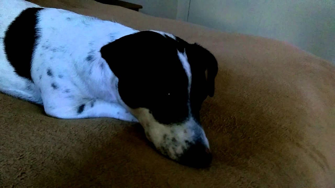 Dog pouts - YouTube