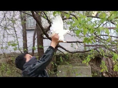 Sokakta Kaçak güvercin Yakaladım ( Beyaz )