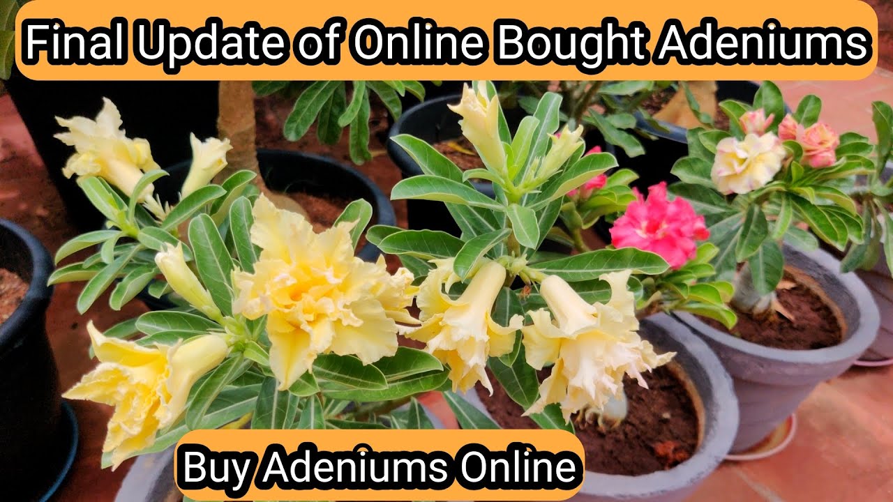 Adenum Plants Online Seller | Plant Review | Adenium Hub | Ayan Ghosh ...