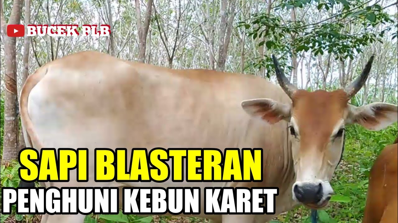 BUDIDAYA SAPI BALI - sistem integrasi sapi dengan kebun karet - YouTube