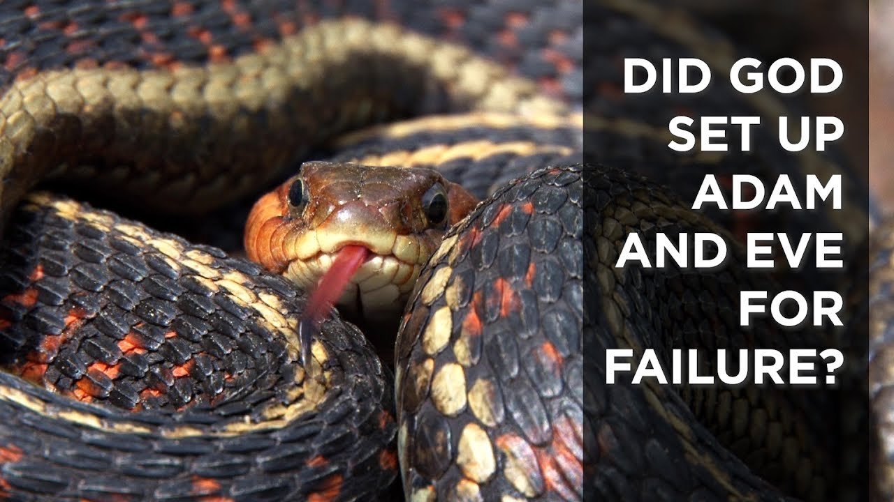 Did God Set Up Adam and Eve for Failure? - YouTube