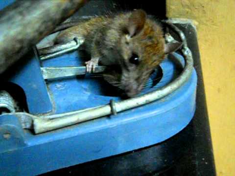 Mouse trapped (mooshikan keniyil) - YouTube