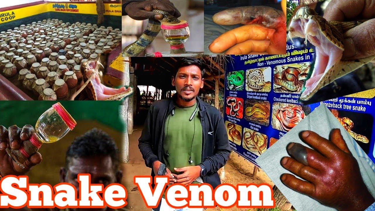 Live Snake Venom Collection - YouTube