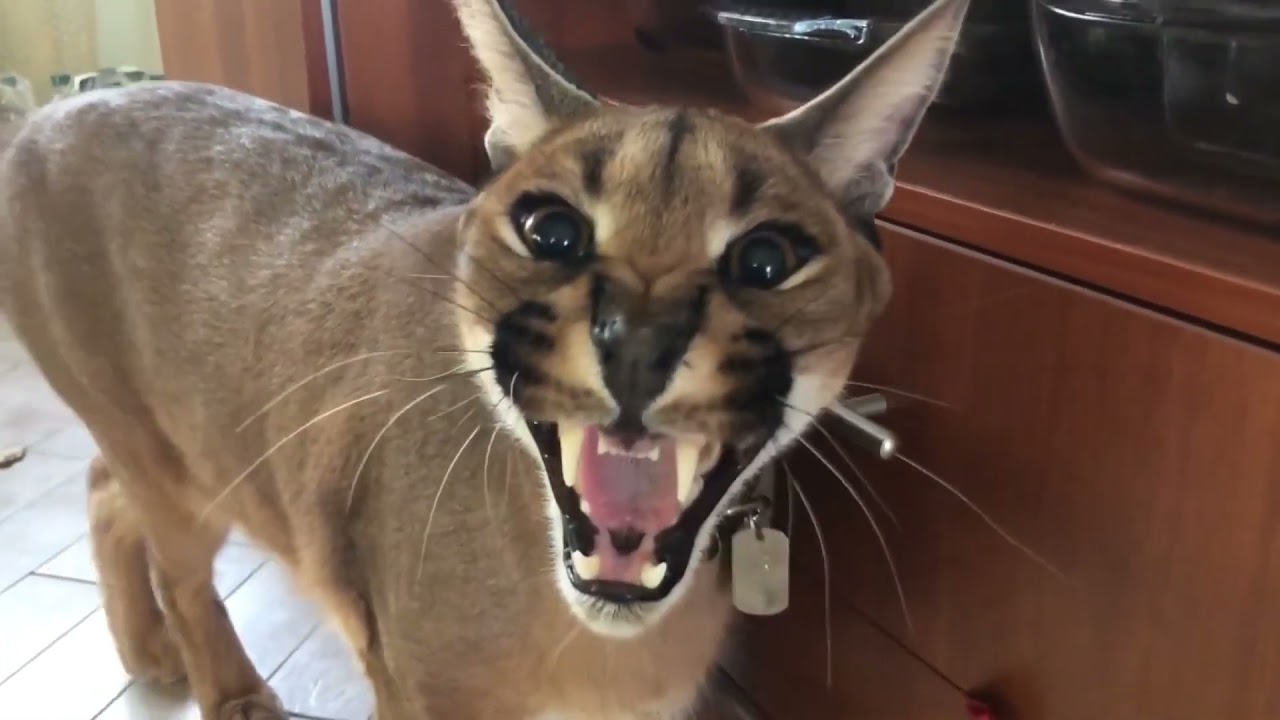 when hecker gets angry.. - YouTube