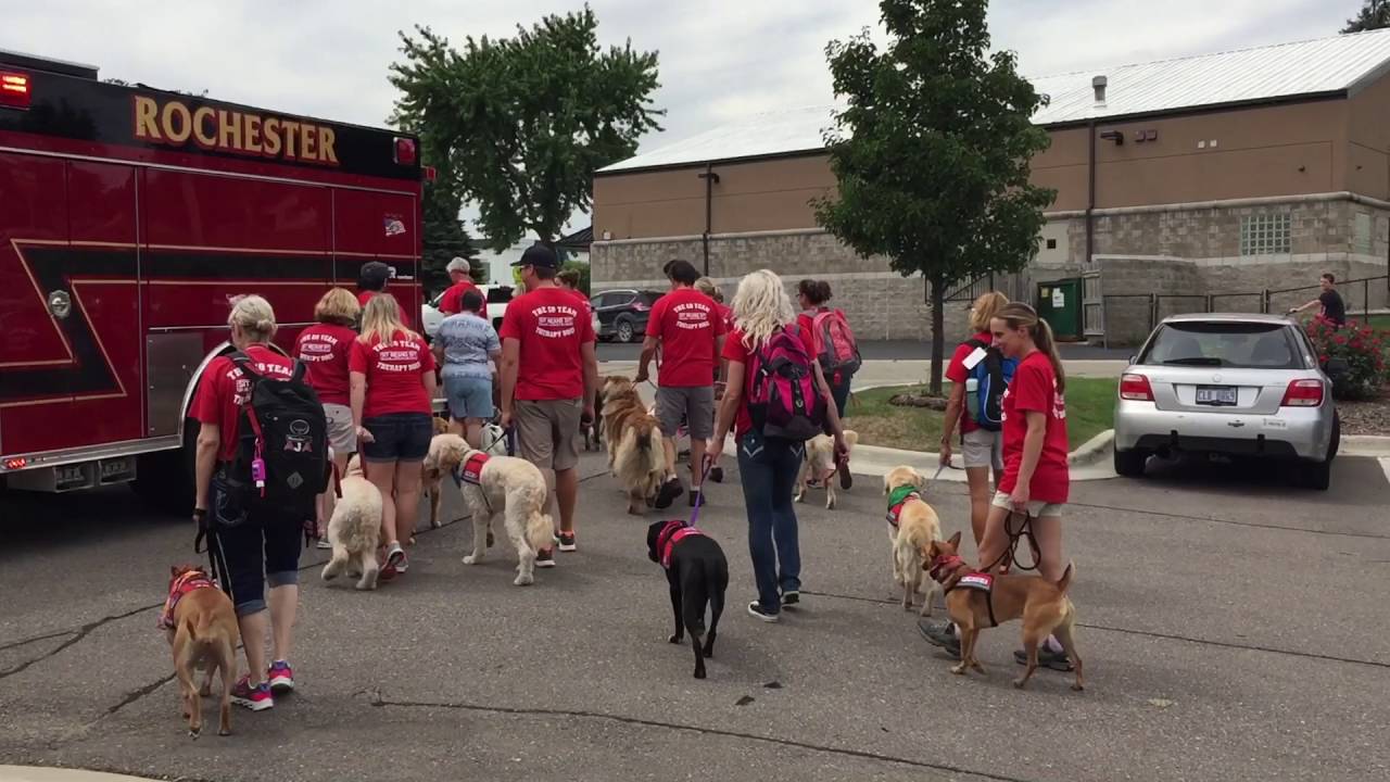 Go Team Therapy Dogs Detroit Day 2 - YouTube