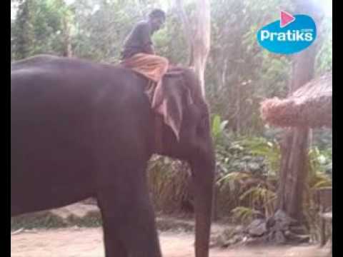 L'éléphant et son cornac ou Mahout, histoire d'une relation - YouTube