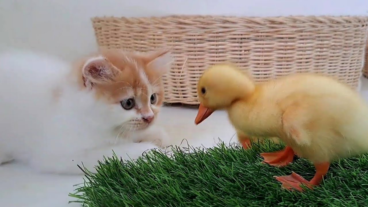 Kittens and ducklings are very cute - YouTube