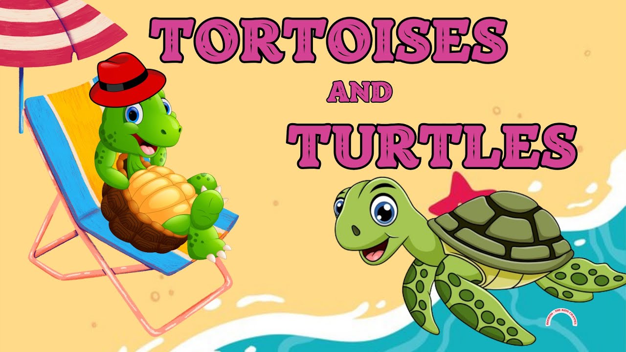 Tortoises and Turtles: Are they same? | Learn about Turtles and ...