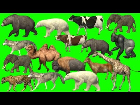 Zoo animals stampede green screen | Wild animals green scree - YouTube