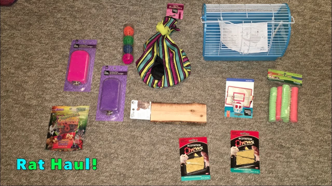 PetSmart + Petco Mini Rat Haul! - YouTube