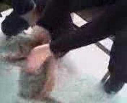 dansöz kediden kıvrak hareketler