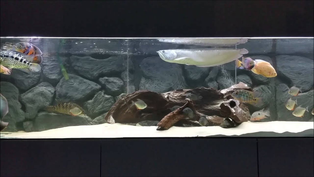 Amazon Biotope Fish Tank 1200 Liters - YouTube
