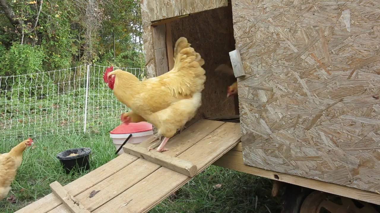 Moving The Chickens - YouTube