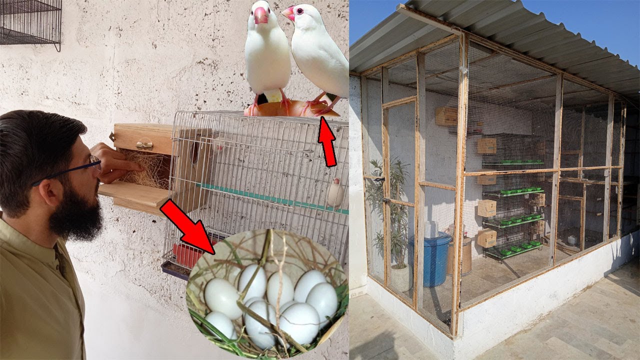 Java Sparrow Breeding Whit Java Sparrow Java Sparrow Kk Birds Youtube