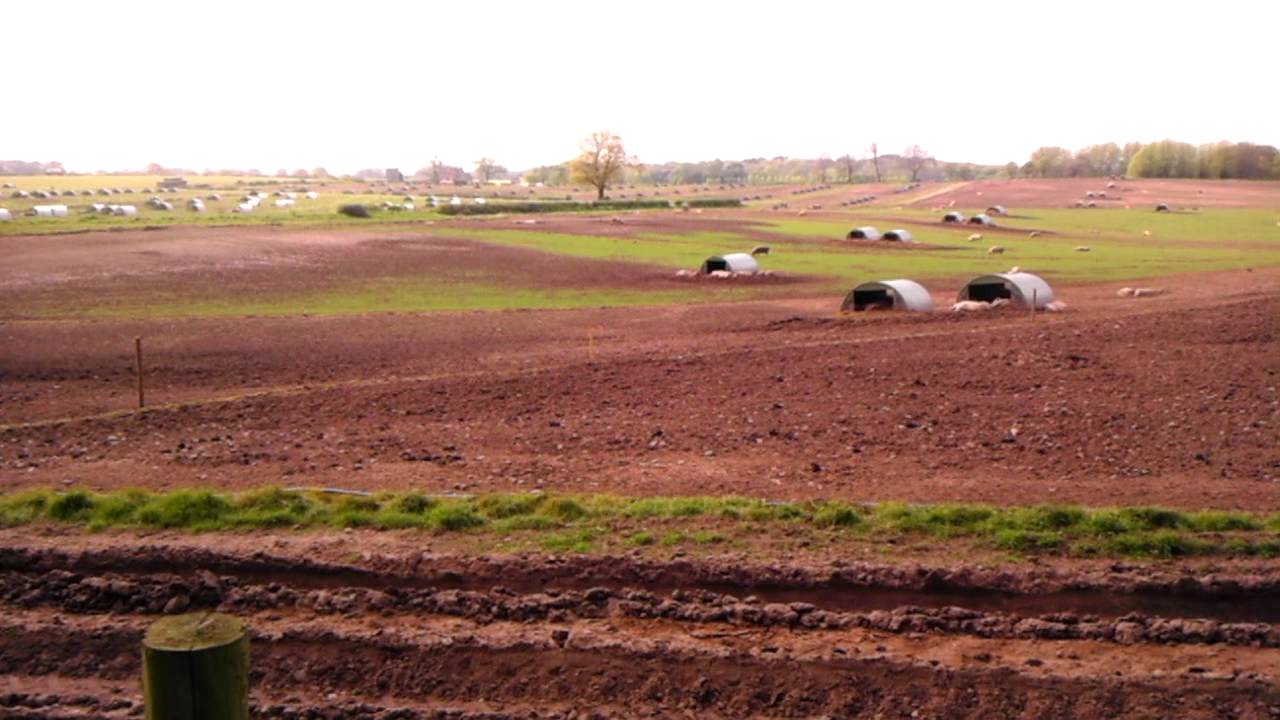 Sandyback pigs in Packington - YouTube