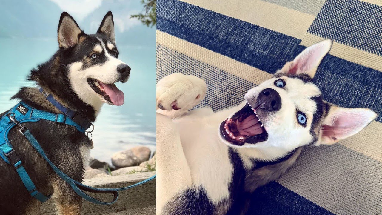 The funniest and cutest husky compilation video | funny Siberian husky ...