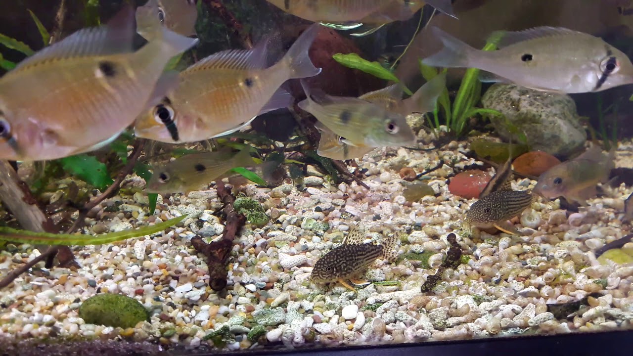 New World Cichlids- Biotodoma cupido, Biotodoma warvini, Geophagus sp ...