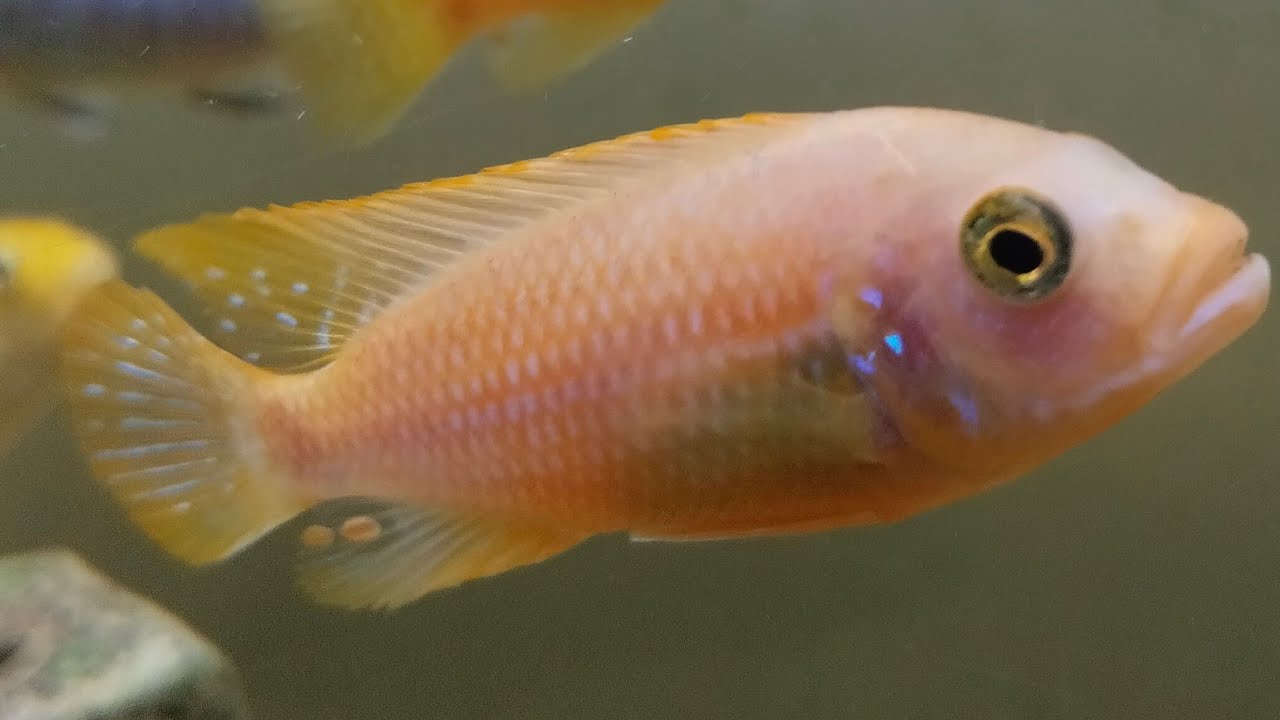 Chiclet fish aquarium - YouTube