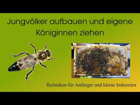 Montag, 20.04.'26 Jungvölker und Königinnen