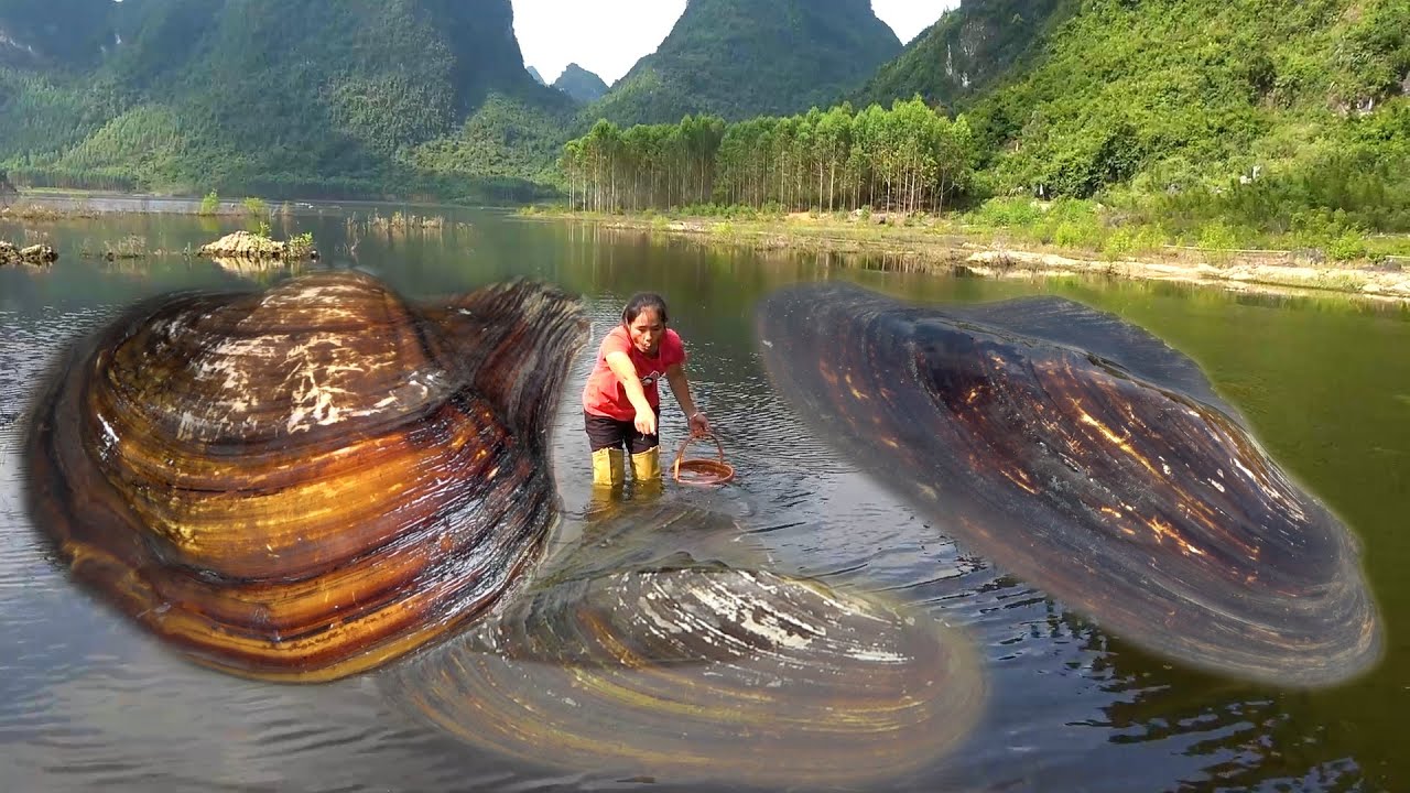 There are many big clams here, and beautiful women are enjoying picking ...