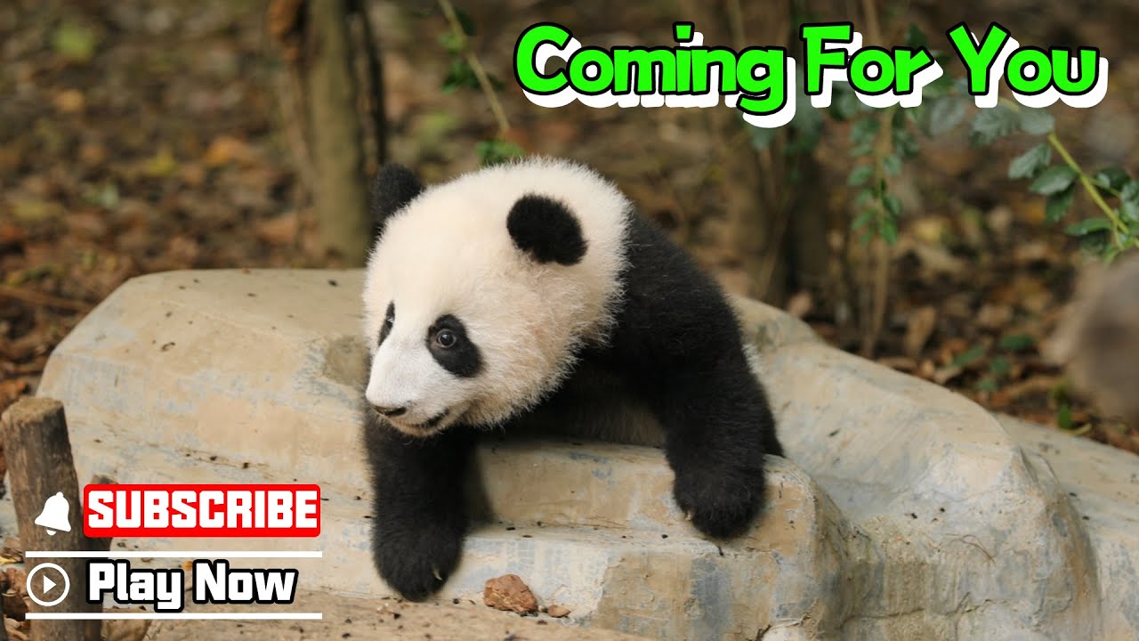 Panda Baby Is Trying Its Best To Crawl To You | iPanda - YouTube