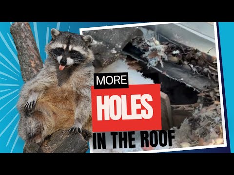 Even Bigger Problems: Squirrels and Water Damage on the Roof!