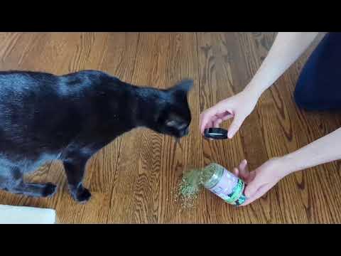 How To Use Catnip | Kitty Kush - YouTube