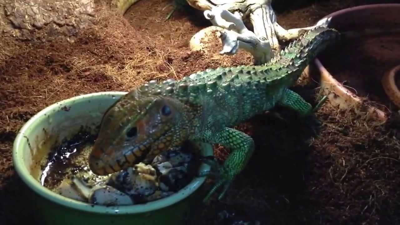 Caiman Lizards - YouTube
