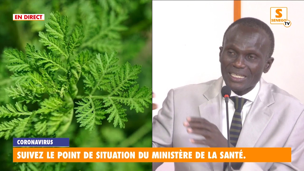 Covid-19- Artemisia: » Un protocole de recherche déjà établi par les ...