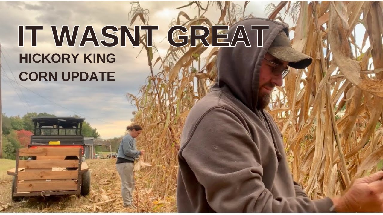 Last Corn Harvest of the Season | Homestead Vlog | October 11, 2023 ...