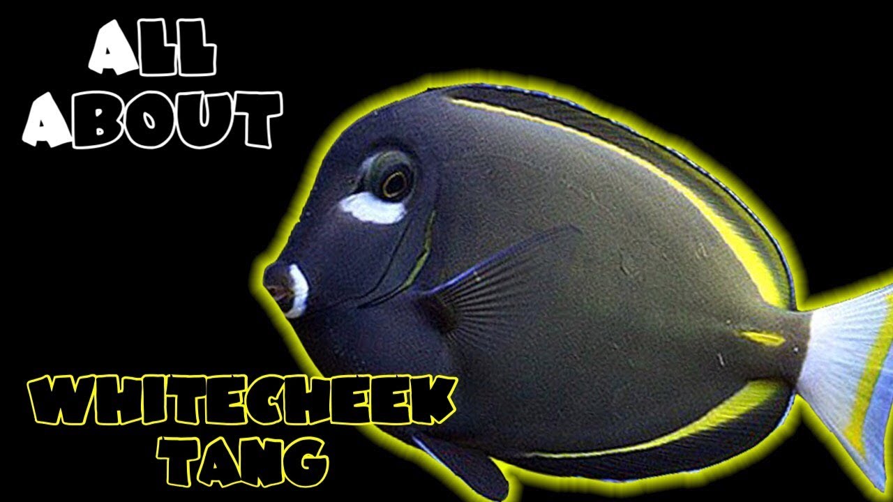 All About The Whitecheek Tang or Gold Rim Tang - YouTube