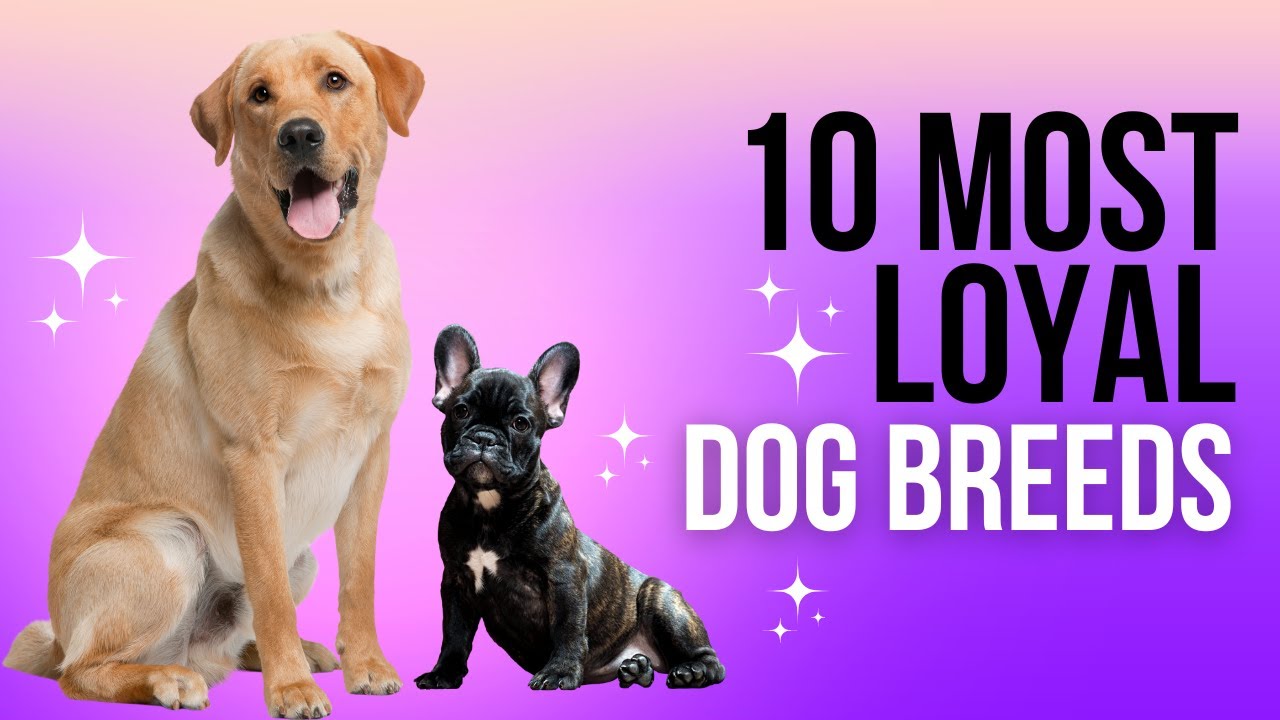 Top 10 Most Loyal Dog Breeds - YouTube