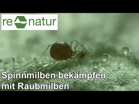 Phytoseiulus persimilis - eine Raubmilbe im Kampf gegen Spinnmilben ...