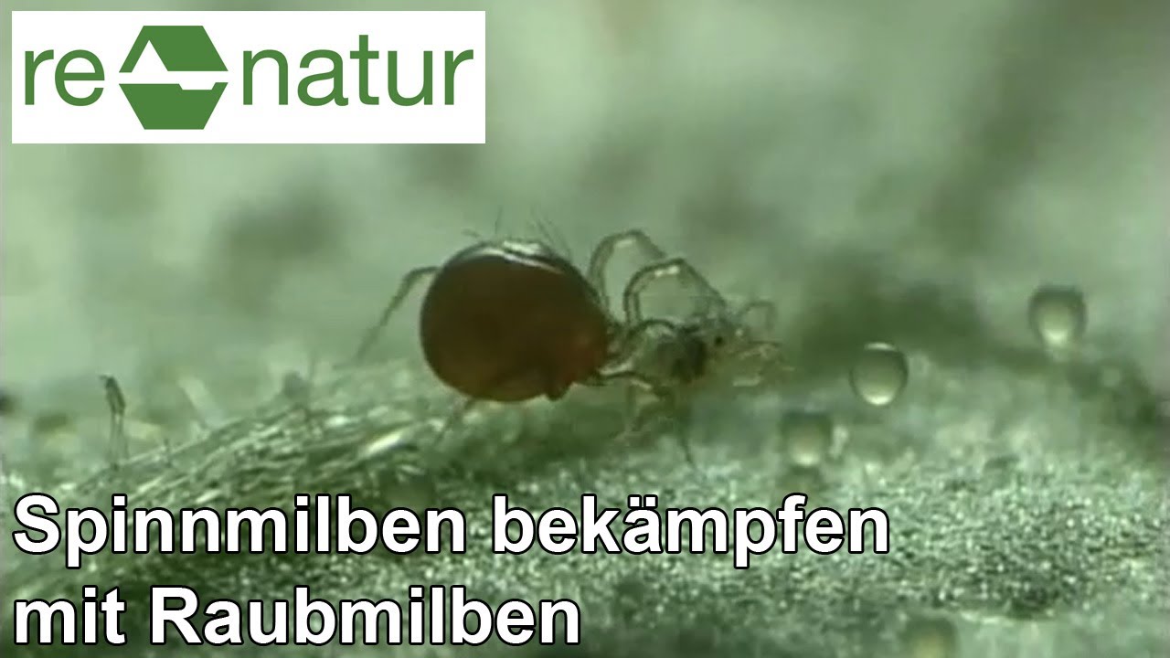 Phytoseiulus persimilis - Spinnmilben bekämpfen mit Raubmilben - YouTube
