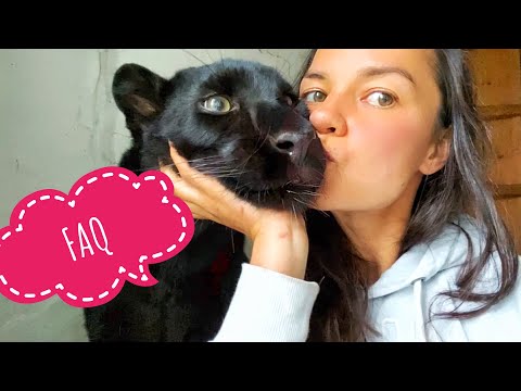 Luna the panther has stinky humans 😱(ENG SUB)