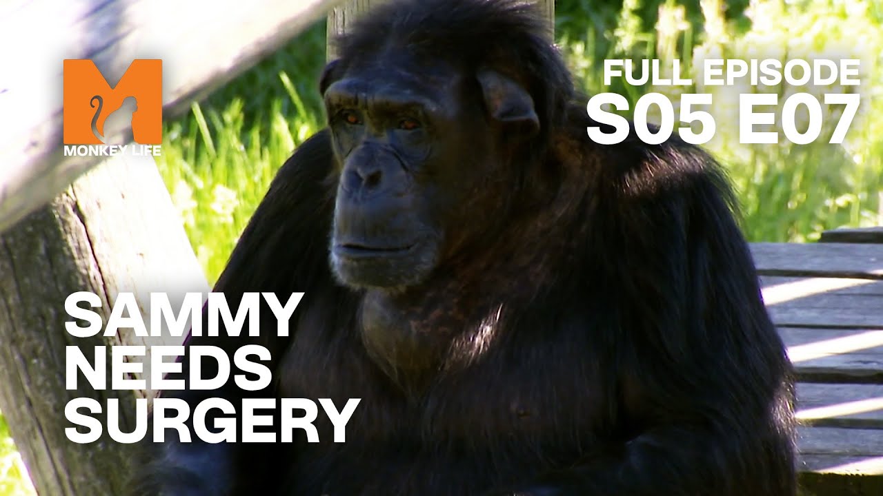The Chimps Get Upset | Season 5 Episode 7 | Full Episode | Monkey Life ...