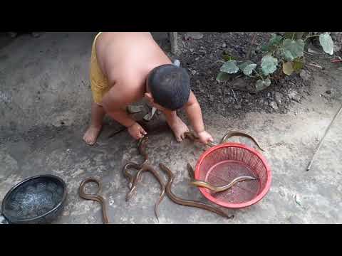 Kucha Fish | Anamika Daily Vlog | Amazing Kucha Fish catching video ...